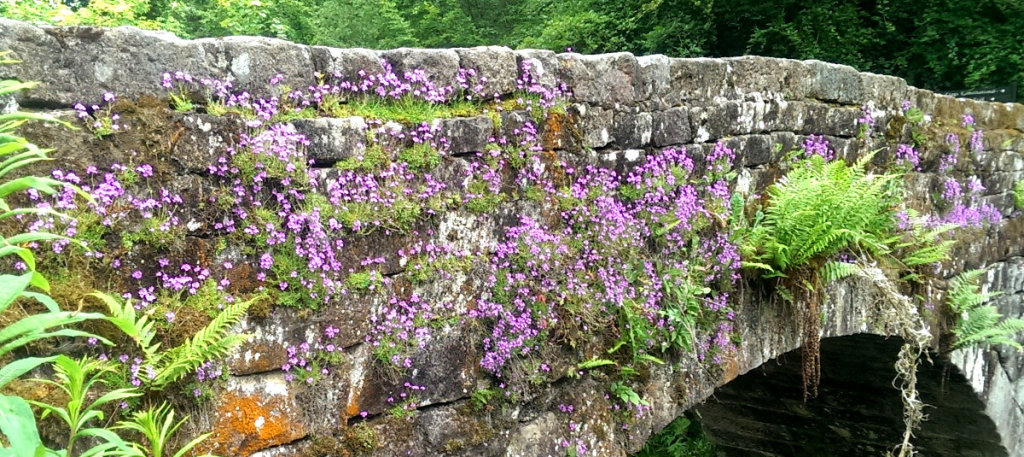 Bluebells and wild flowers at Hardcastle Crags - Hardcastle crags